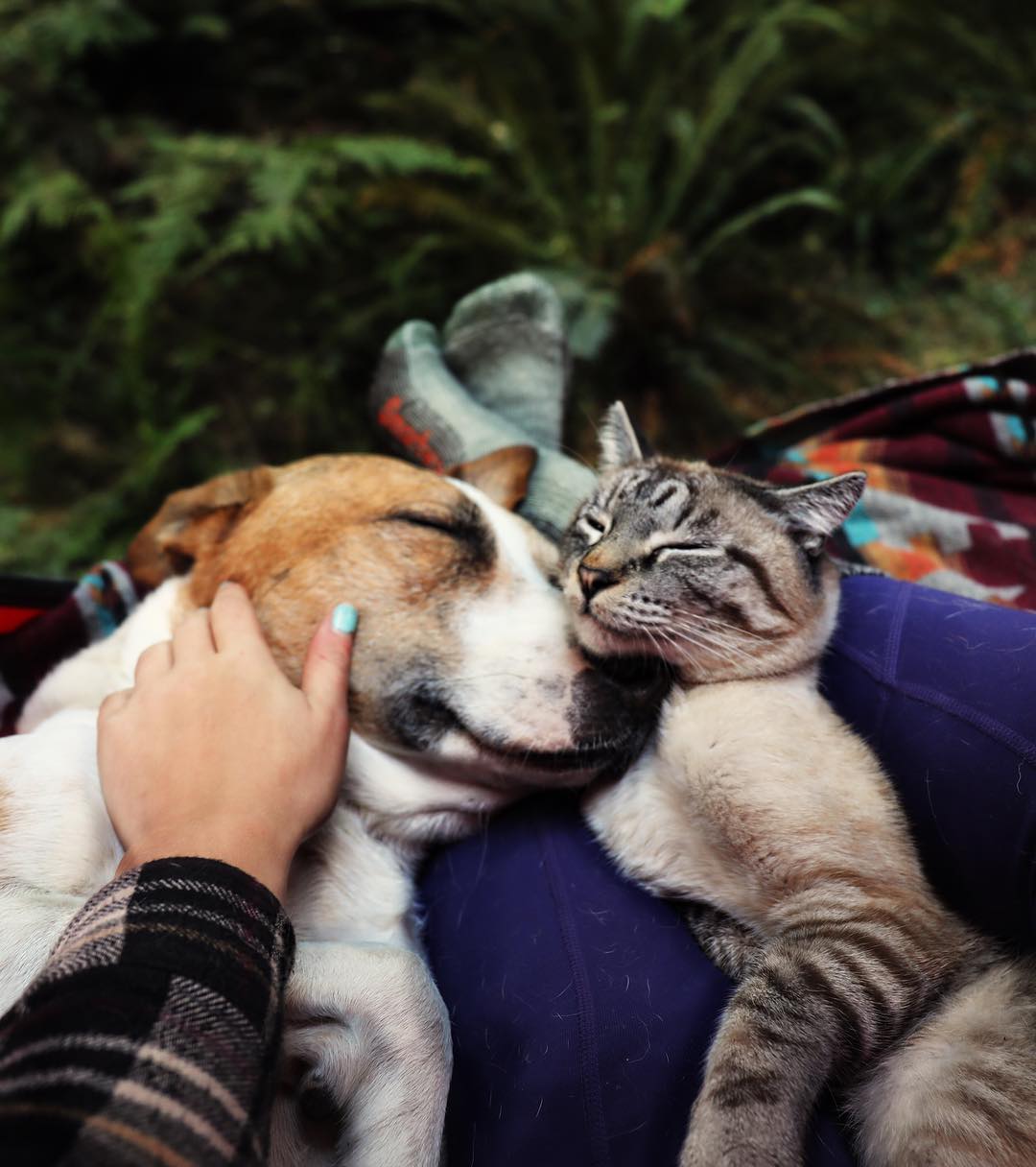 Cutest Pet Duos Travel The World And Pictures Reveal Their Strongest ...