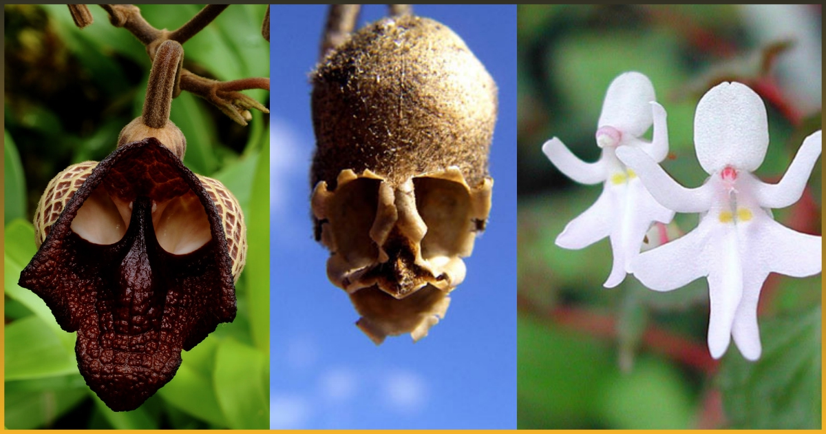 15+ Flowers That Resemble Something Else