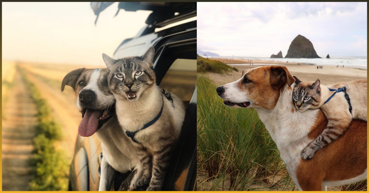 Cutest Pet Duos Travel The World And Pictures Reveal Their Strongest ...