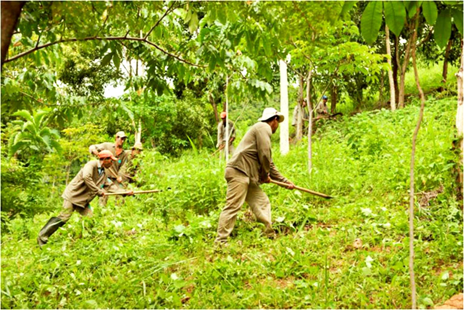 The Brazilian Photographer And The 20-Year Reforestation Project Of ...