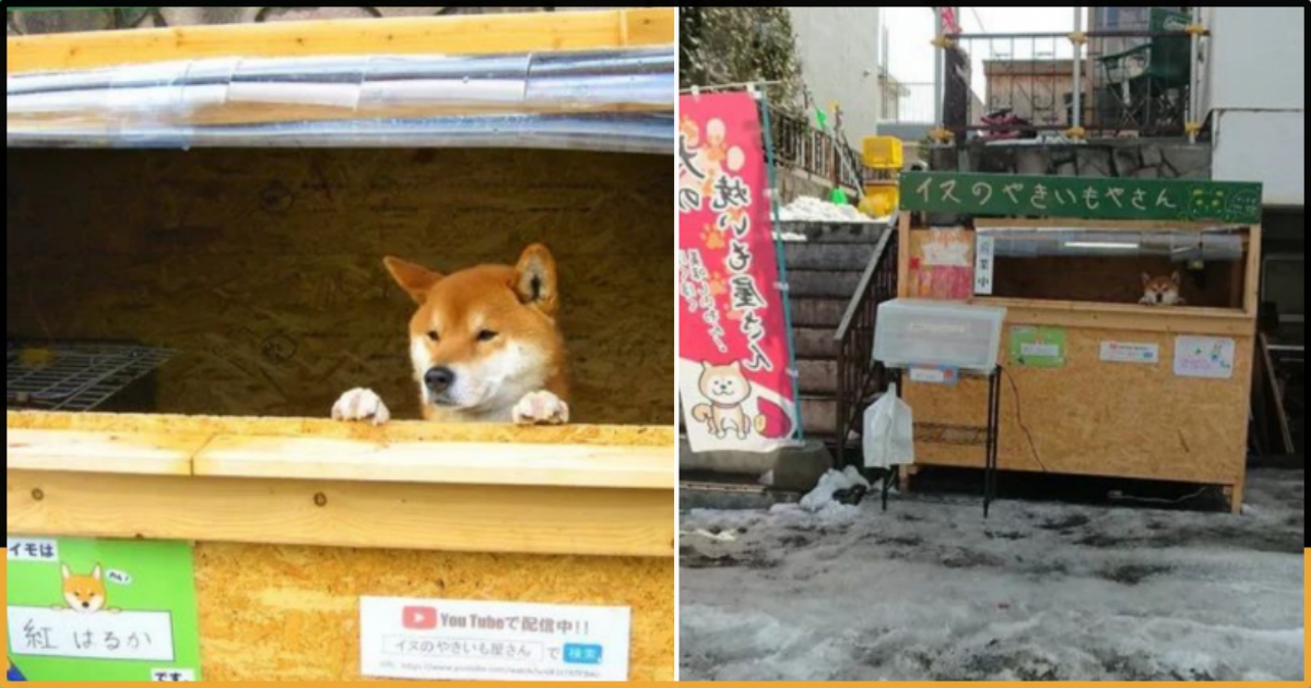 This 3-Year-Old Dog Runs A Sweet Potato Shop In Japan