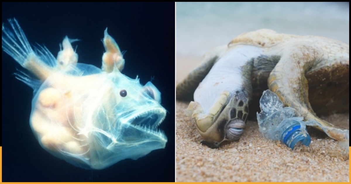 Unbelievable Discovery Of Microplastics In Marine Animals of The ...