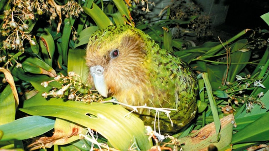 Kakapo, The Worlds Fattest Parrot Species from New Zealand Hits the ...