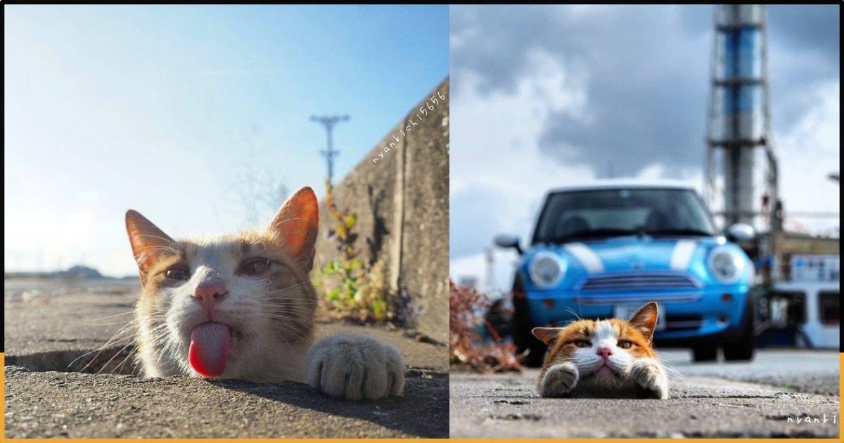 Japanese Photographer Photographs Stray Cats and They Look Absolutely ...