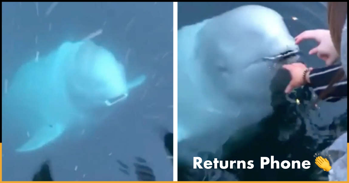 Beluga Whale Returns Woman's Phone After It Accidentally Falls Into An ...