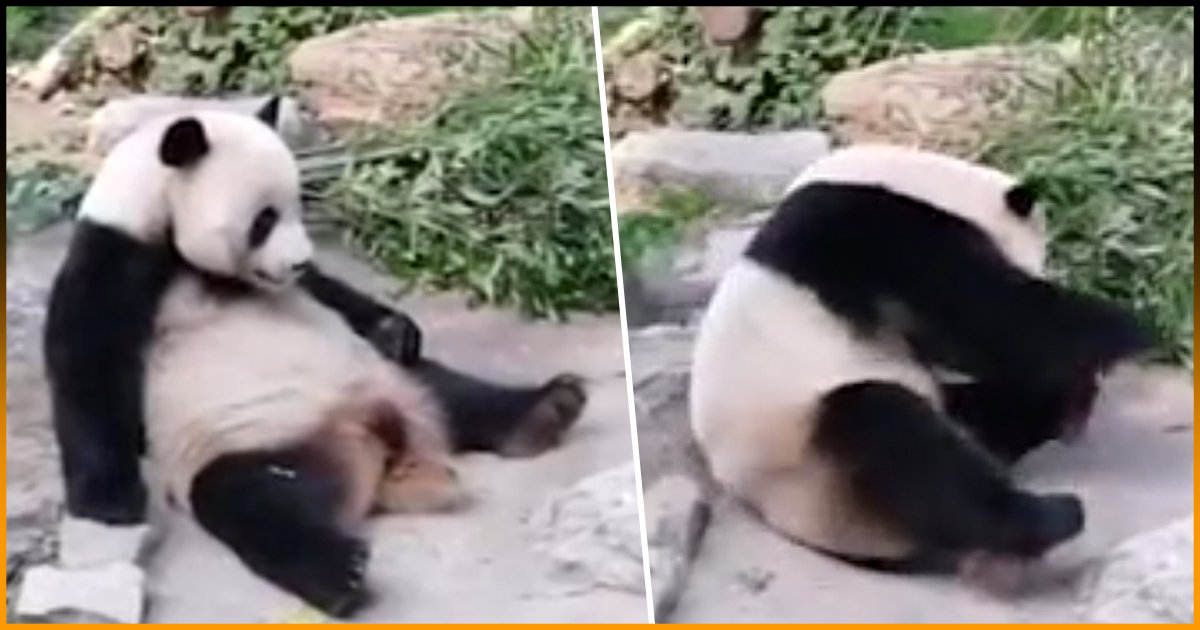 Tourists Throw Rocks On Panda To Wake Him Up In A Beijing Zoo