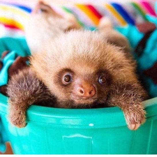 These Cute Pictures of Baby Sloths Are All Enough To Make You Smile