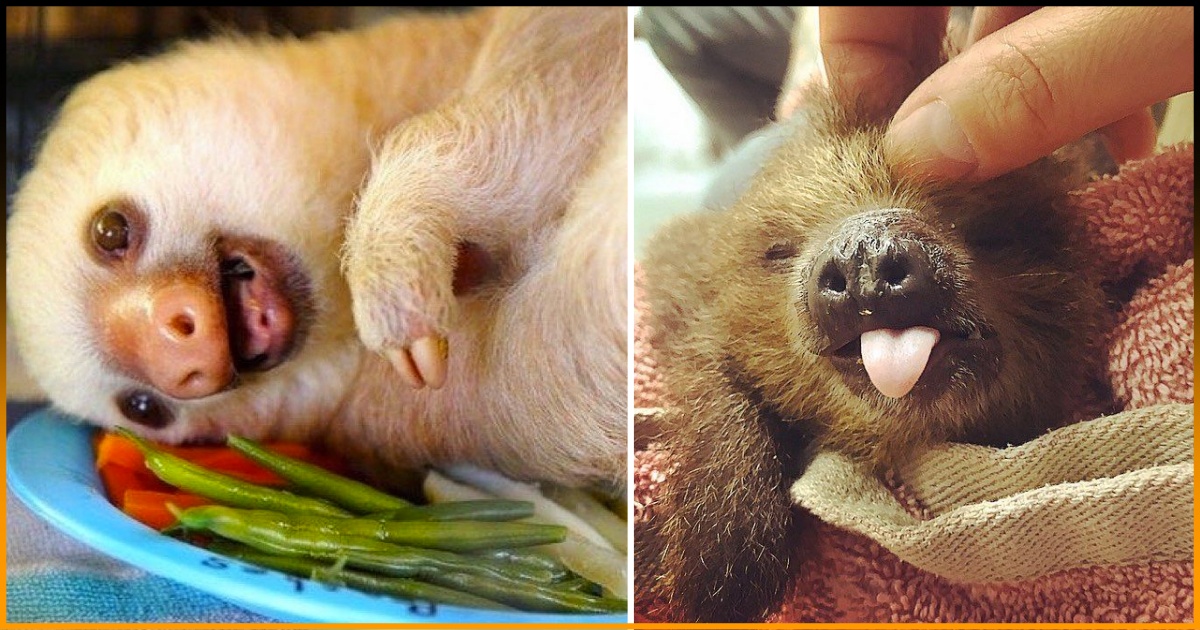 These Cute Pictures of Baby Sloths Are All Enough To Make You Smile