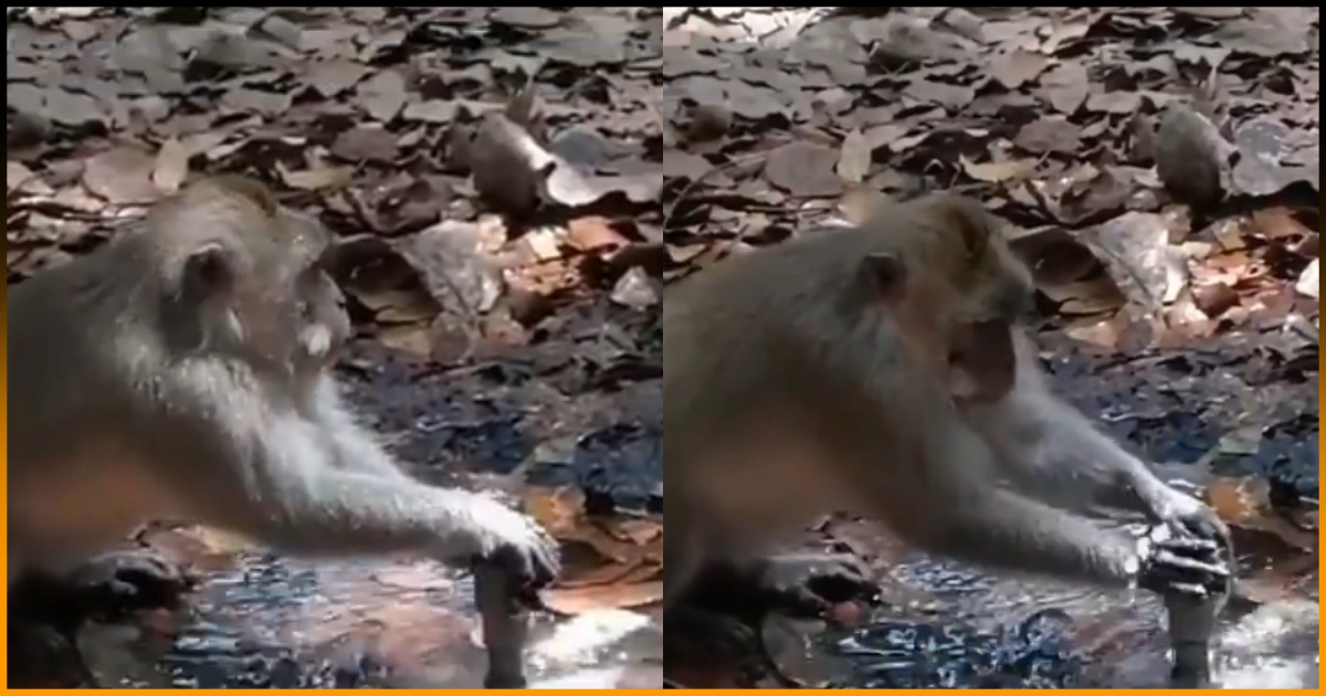 Monkey Tries To Fix Leaking Pipe To Save Water, Humans Feel Ashamed By ...