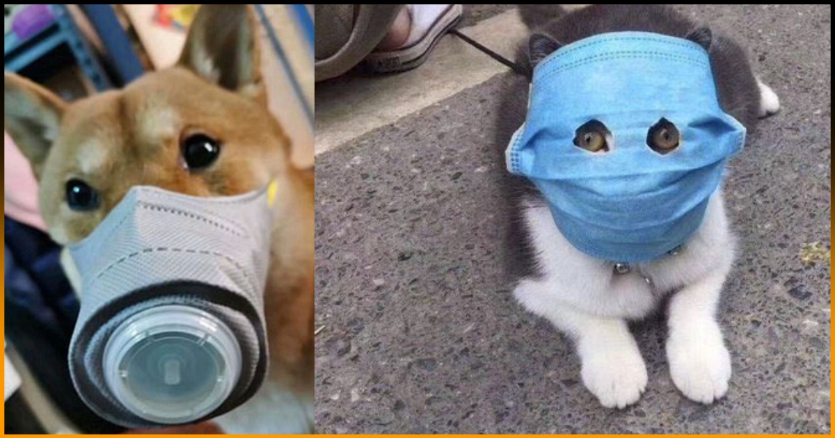 See the Pictures of Pets Wearing Masks In China Due To Coronavirus Terror